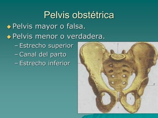 1 clases pelvimetria completa | PPT