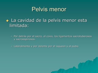 1 clases pelvimetria completa | PPT
