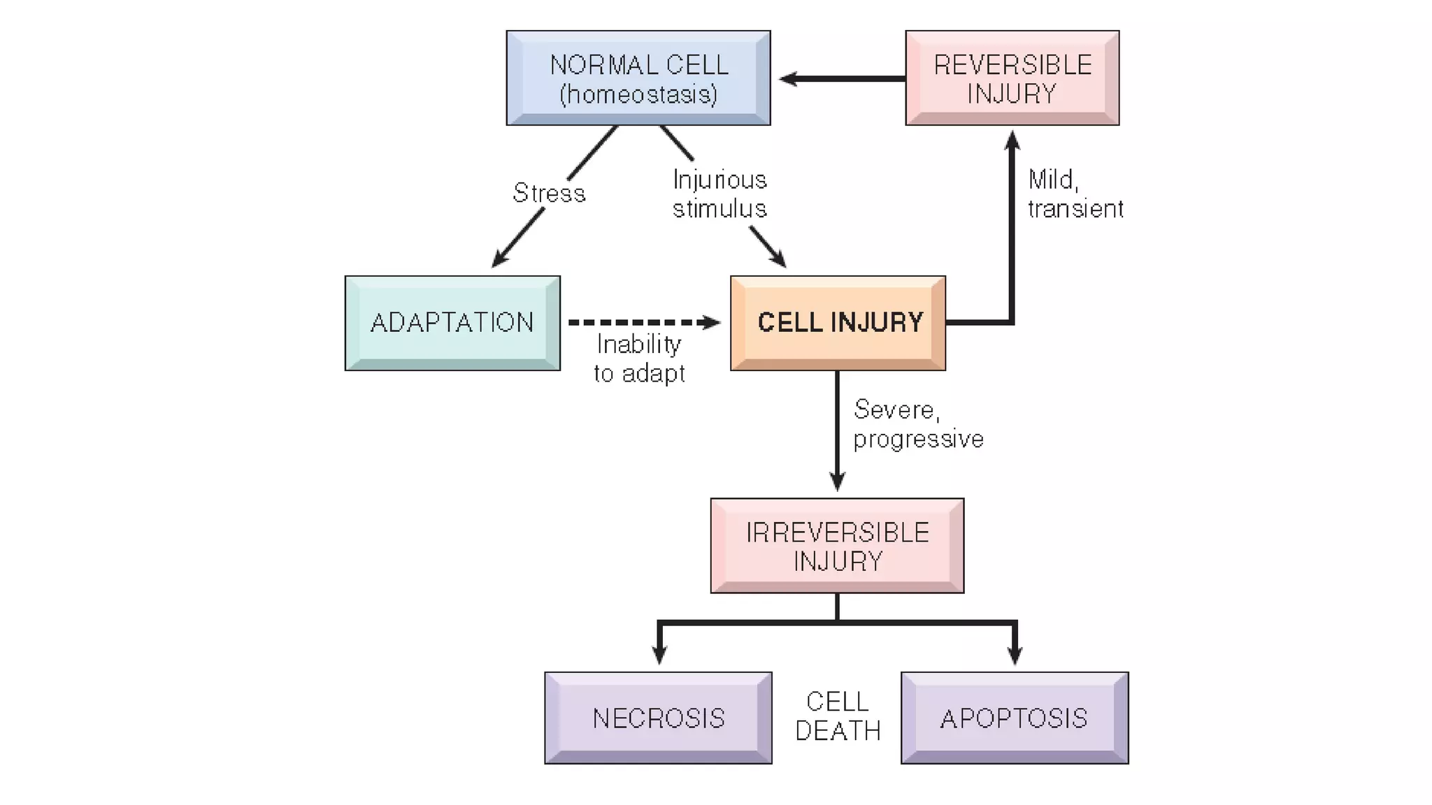 1 Class Cellular Adaptation.pptx