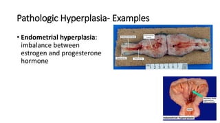 1 Class Cellular Adaptation.pptx