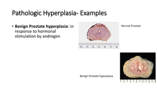 1 Class Cellular Adaptation.pptx
