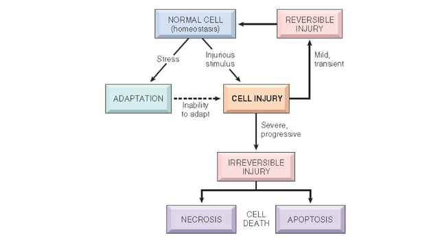 1 Class Cellular Adaptation.pptx
