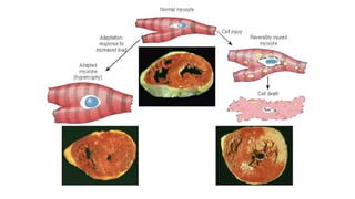 1 Class Cellular Adaptation.pptx