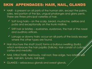 Dermatology and it's tasks skin anatomy .pptx