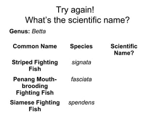 5.05 classification and scientific names | PPT