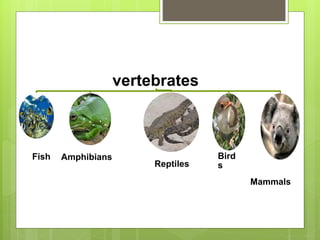 1 Classification of living things Edexcel 2019 | PPTX
