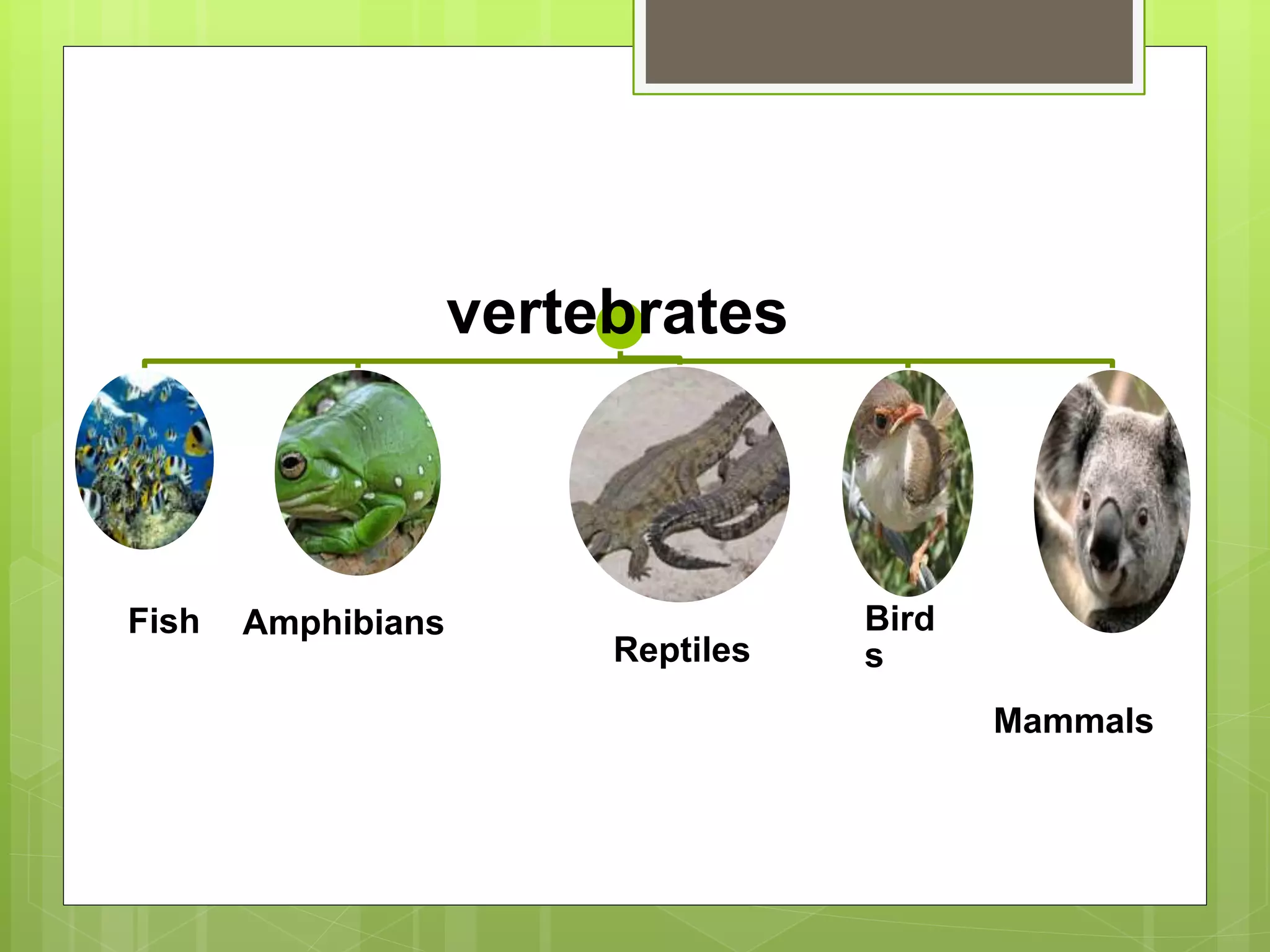 1 classification of living things gr6 2018 | PPTX