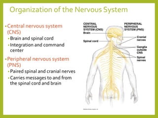 1CNS.ppt Central Nervous system Human brain | PPT
