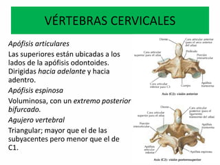 1 COLUMNA VERTEBRAL Huesos, articulaciones y músculos pdf.pdf