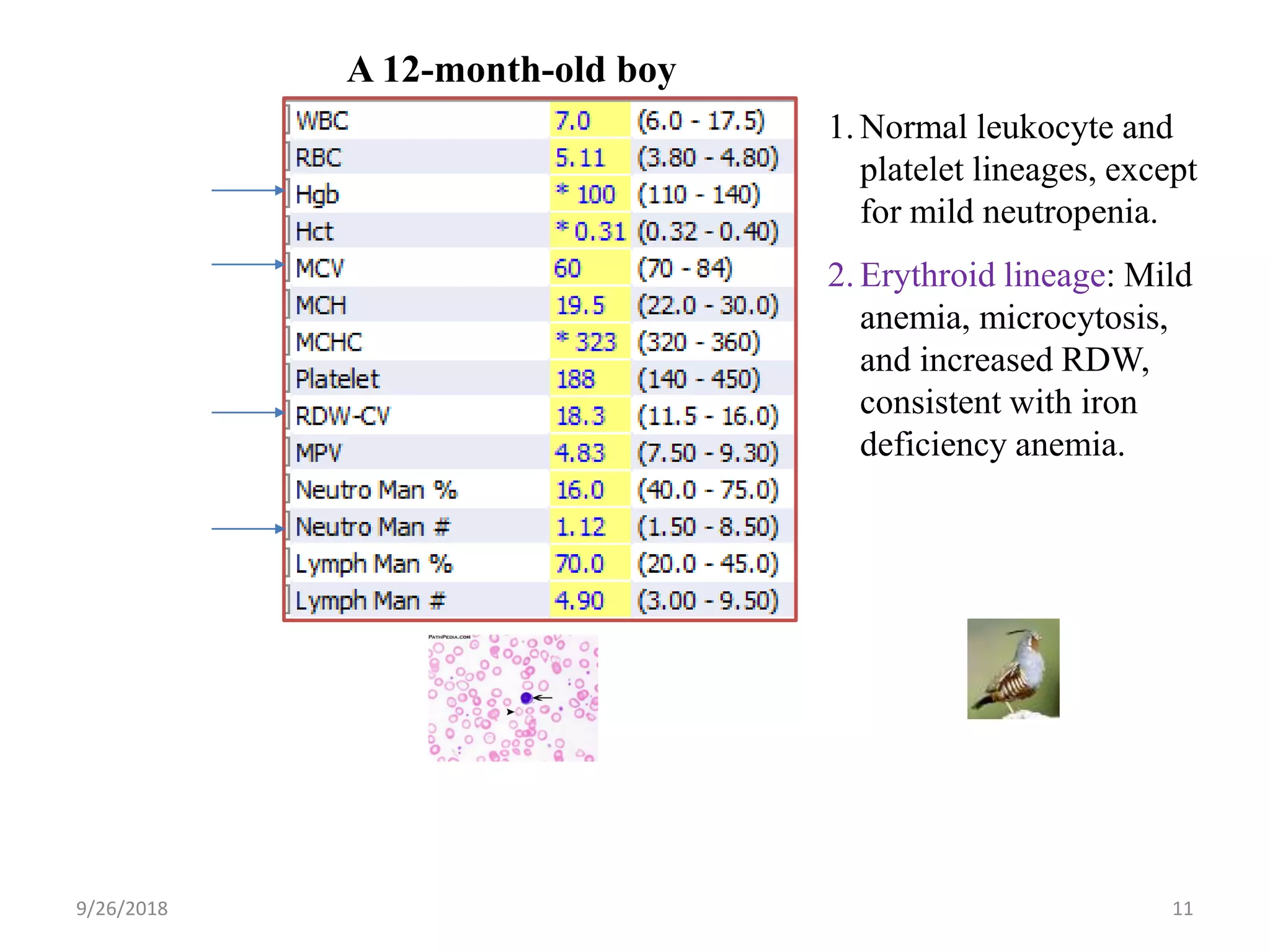 1 complete blood counts.ppt
