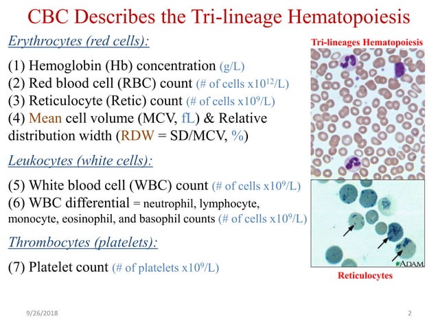 1 complete blood counts.ppt