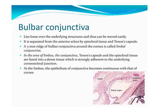 1 Conjunctiva.pdf