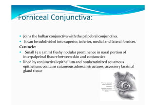 1 Conjunctiva.pdf