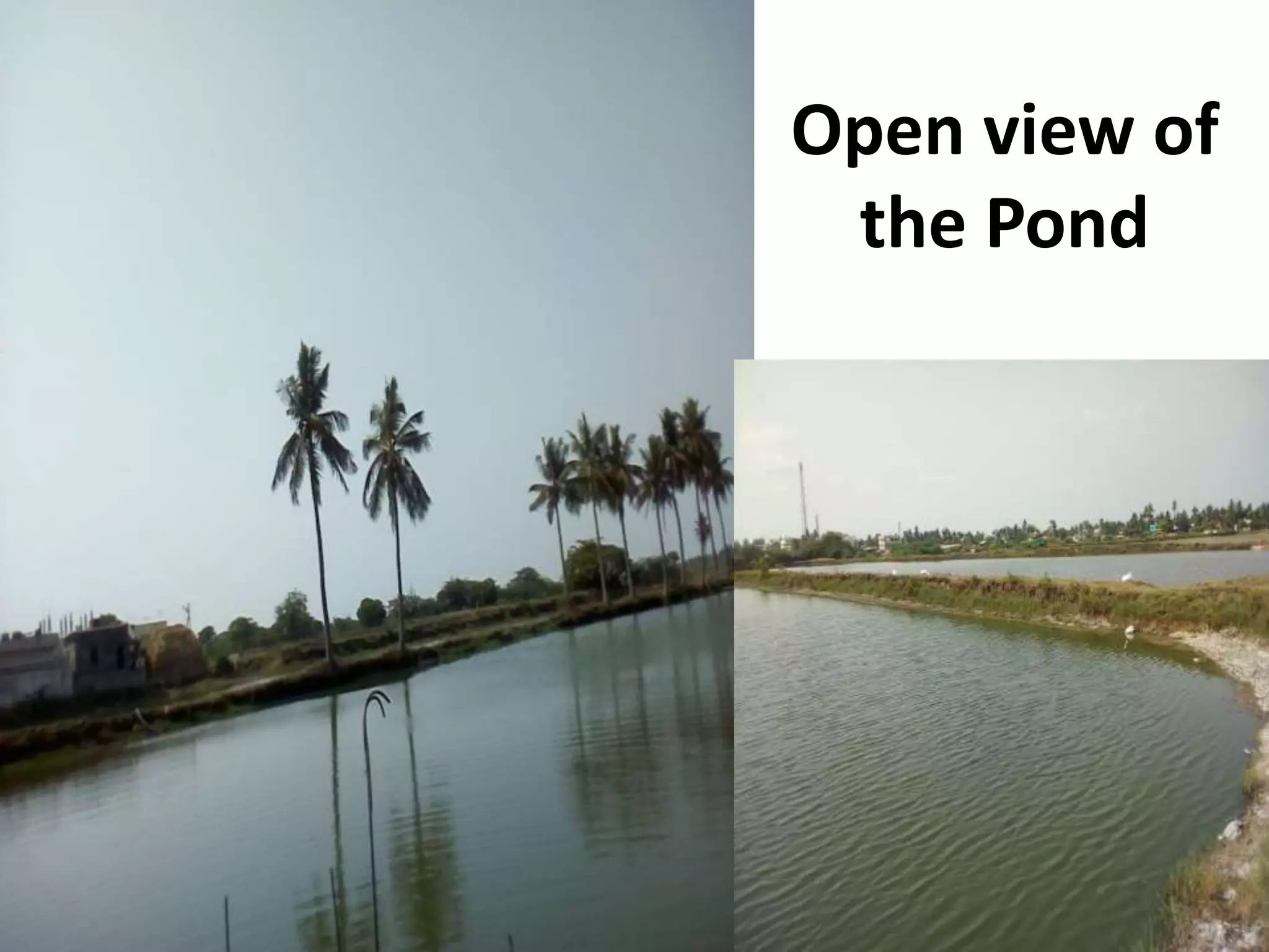 1 construction, preparation of ponds, seed, feed & health management of imc fish seed in nursery ...