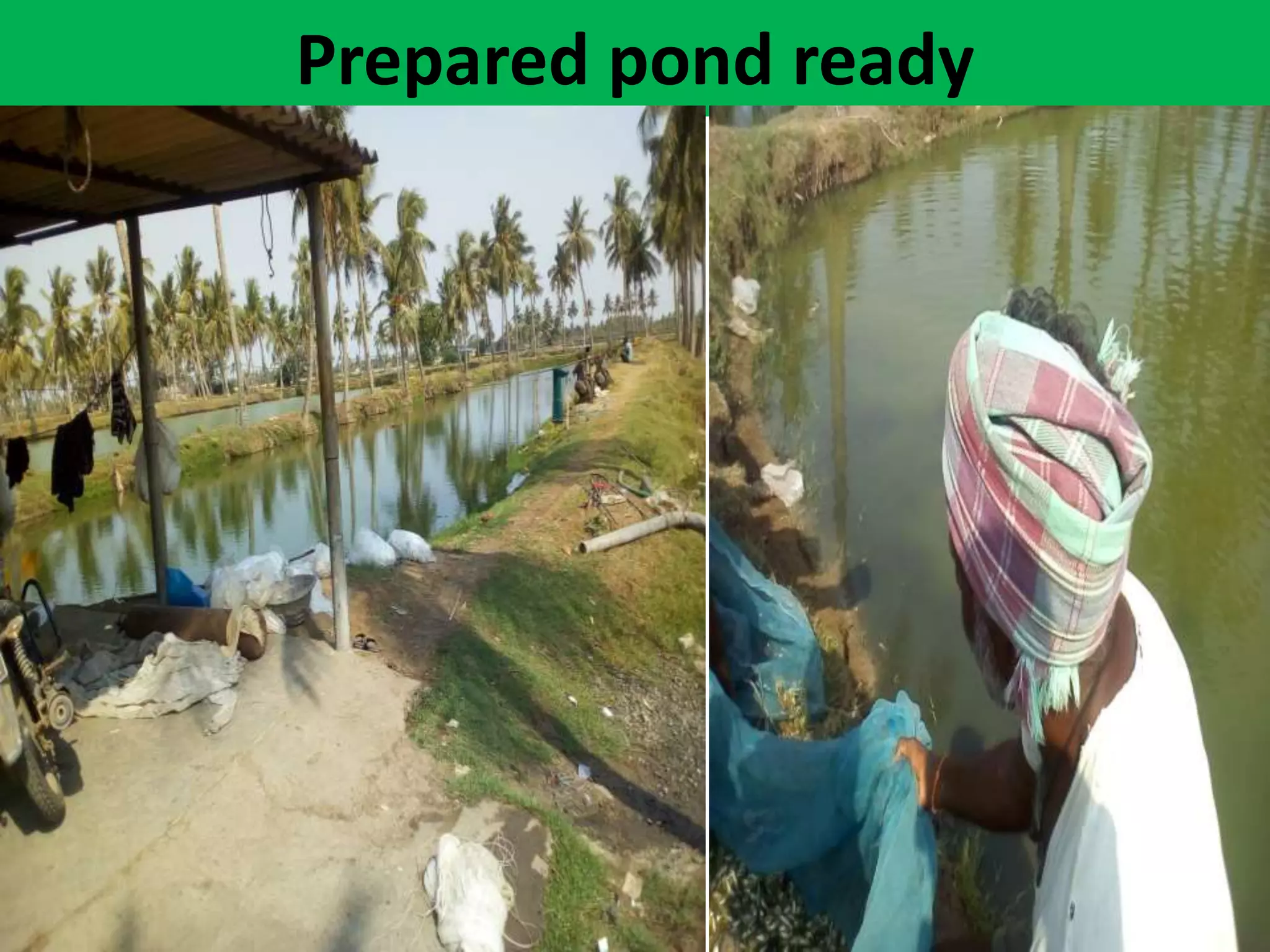 1 construction, preparation of ponds, seed, feed & health management of ...