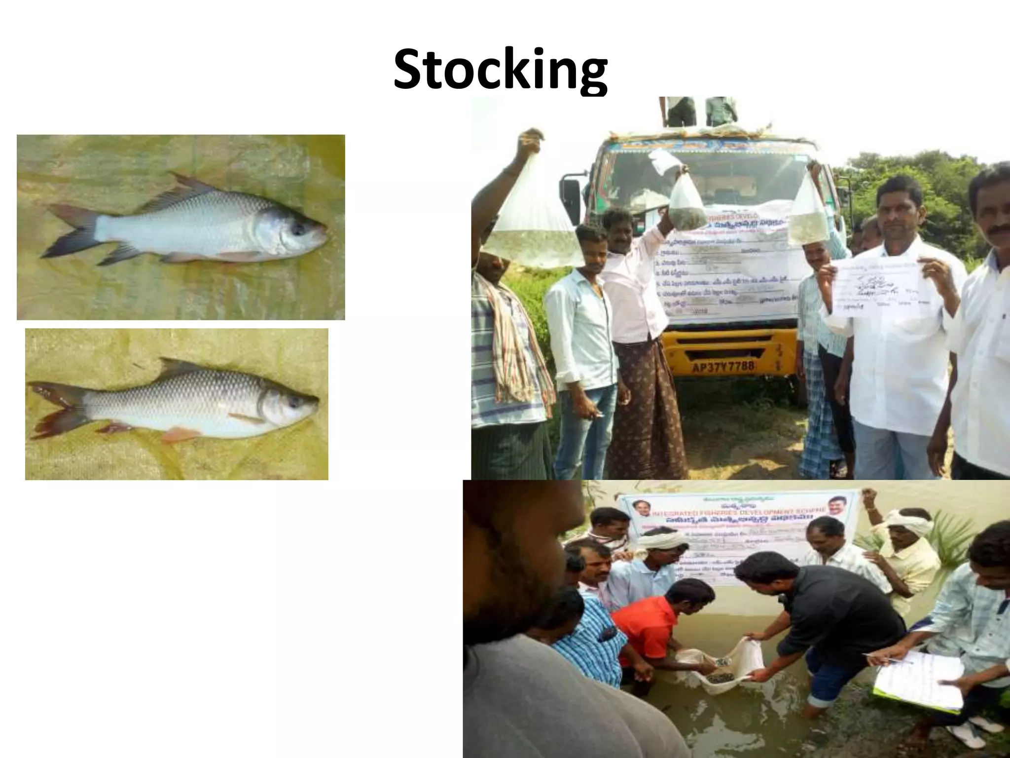 1 construction, preparation of ponds, seed, feed & health management of ...