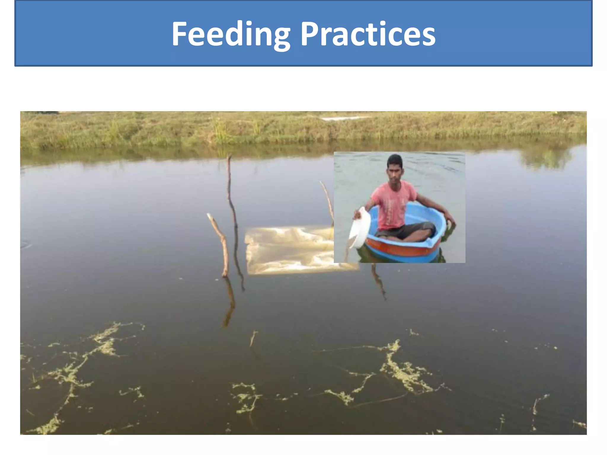 1 construction, preparation of ponds, seed, feed & health management of ...