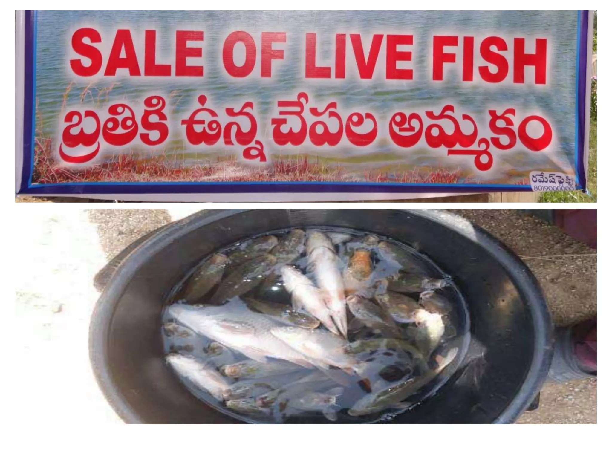 1 construction, preparation of ponds, seed, feed & health management of ...