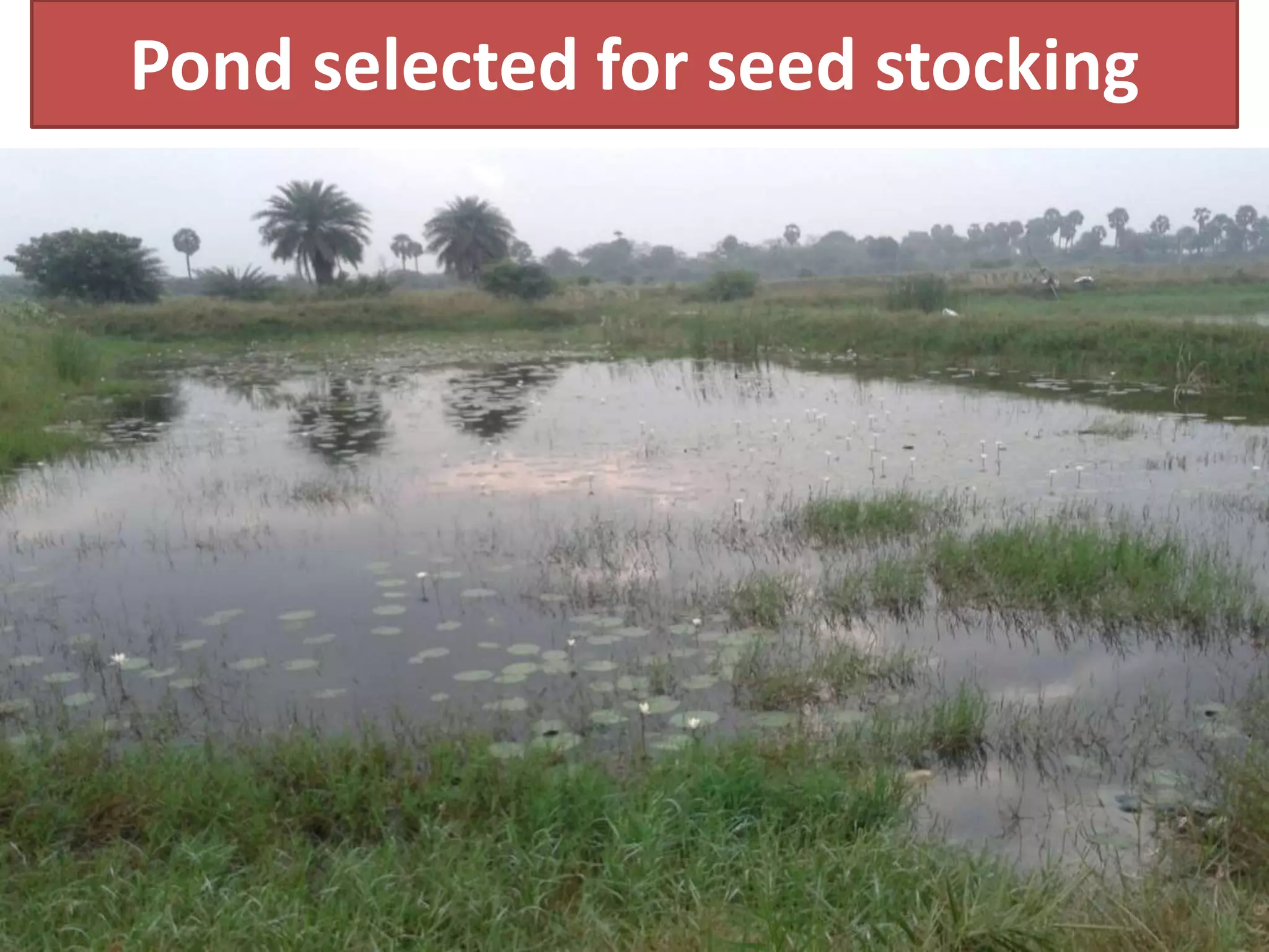 1 construction, preparation of ponds, seed, feed & health management of imc fish seed in nursery ...