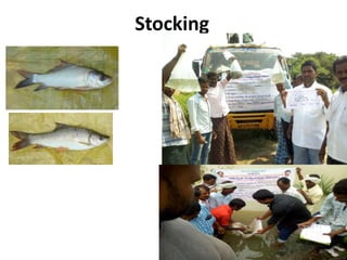 1 construction, preparation of ponds, seed, feed & health management of ...