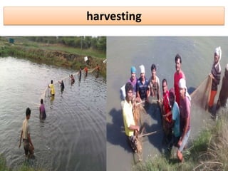 1 construction, preparation of ponds, seed, feed & health management of ...