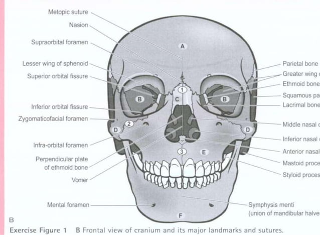 cranial manipulation | PPTX | Death, Injury, or Military Conflict ...