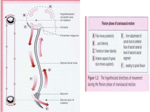 cranial manipulation