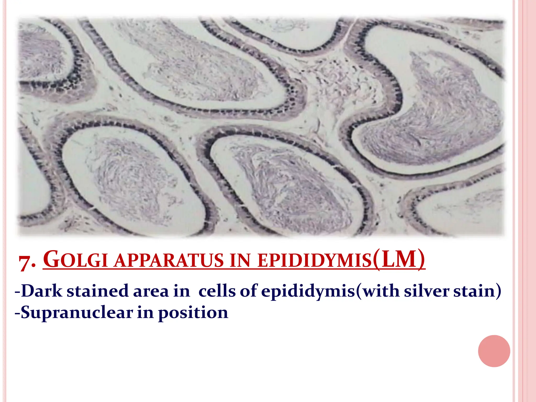 1 Cytology sheet for 1st year mbbs student.pdf