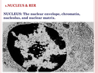1 Cytology sheet for 1st year mbbs student.pdf