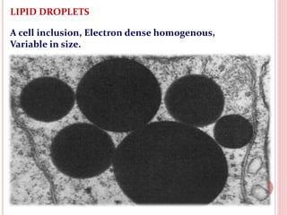 1 Cytology sheet for 1st year mbbs student.pdf