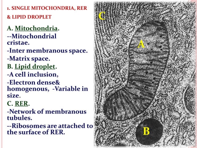1 Cytology sheet for 1st year mbbs student.pdf