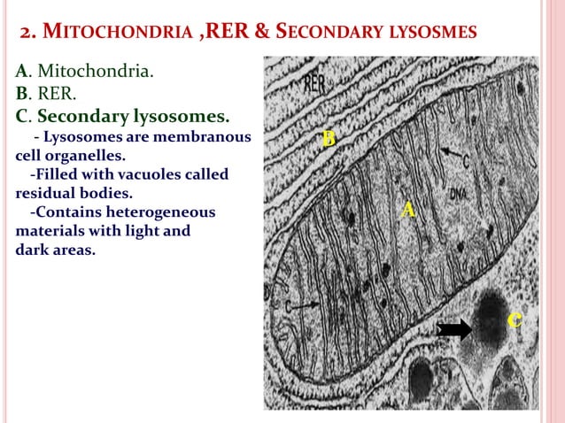 1 Cytology sheet for 1st year mbbs student.pdf