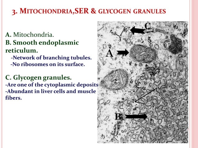 1 Cytology sheet for 1st year mbbs student.pdf