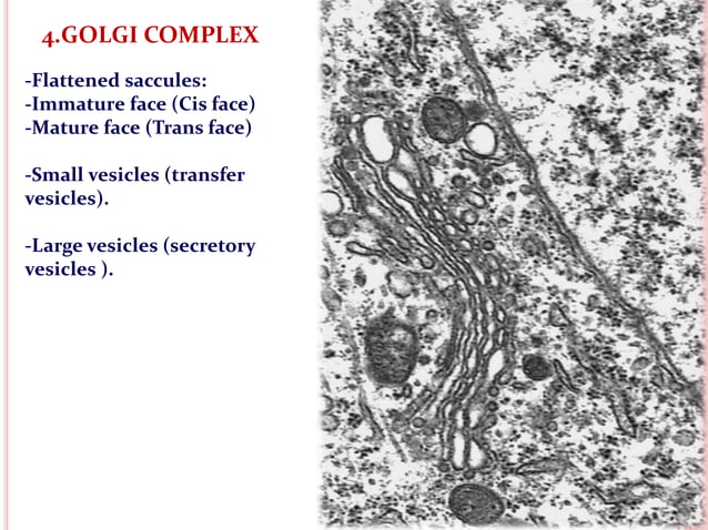 1 Cytology sheet for 1st year mbbs student.pdf