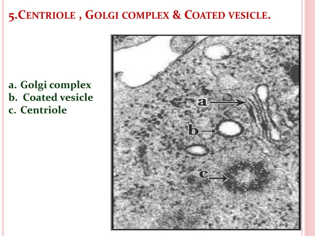 1 Cytology sheet for 1st year mbbs student.pdf