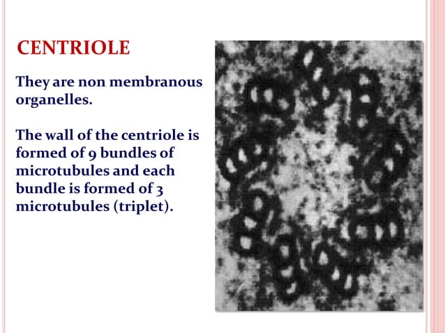 1 Cytology sheet for 1st year mbbs student.pdf