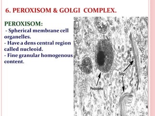 1 Cytology sheet for 1st year mbbs student.pdf