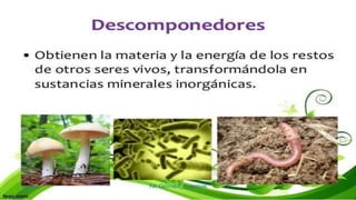 CADENAS TROFICAS O CADENAS ALIMENTICIA | PDF