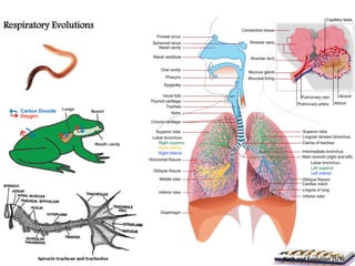 An Alternative Respiratory system in Humans | PPTX