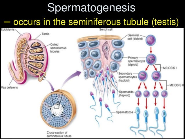 BIOLOGY FORM 5 CHAPTER 4 - 4.1C Spermatogenesis & 0ogenesis