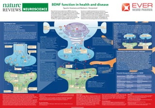 nrn_bdnf_poster | PPT