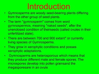 PRESENTATION OF GYMNOSPERM | PPTX