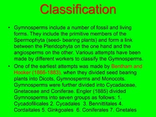 PRESENTATION OF GYMNOSPERM | PPTX