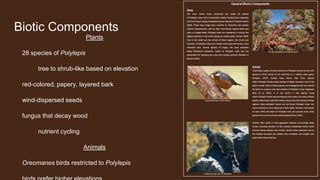 Polylepis Presentation | PPTX