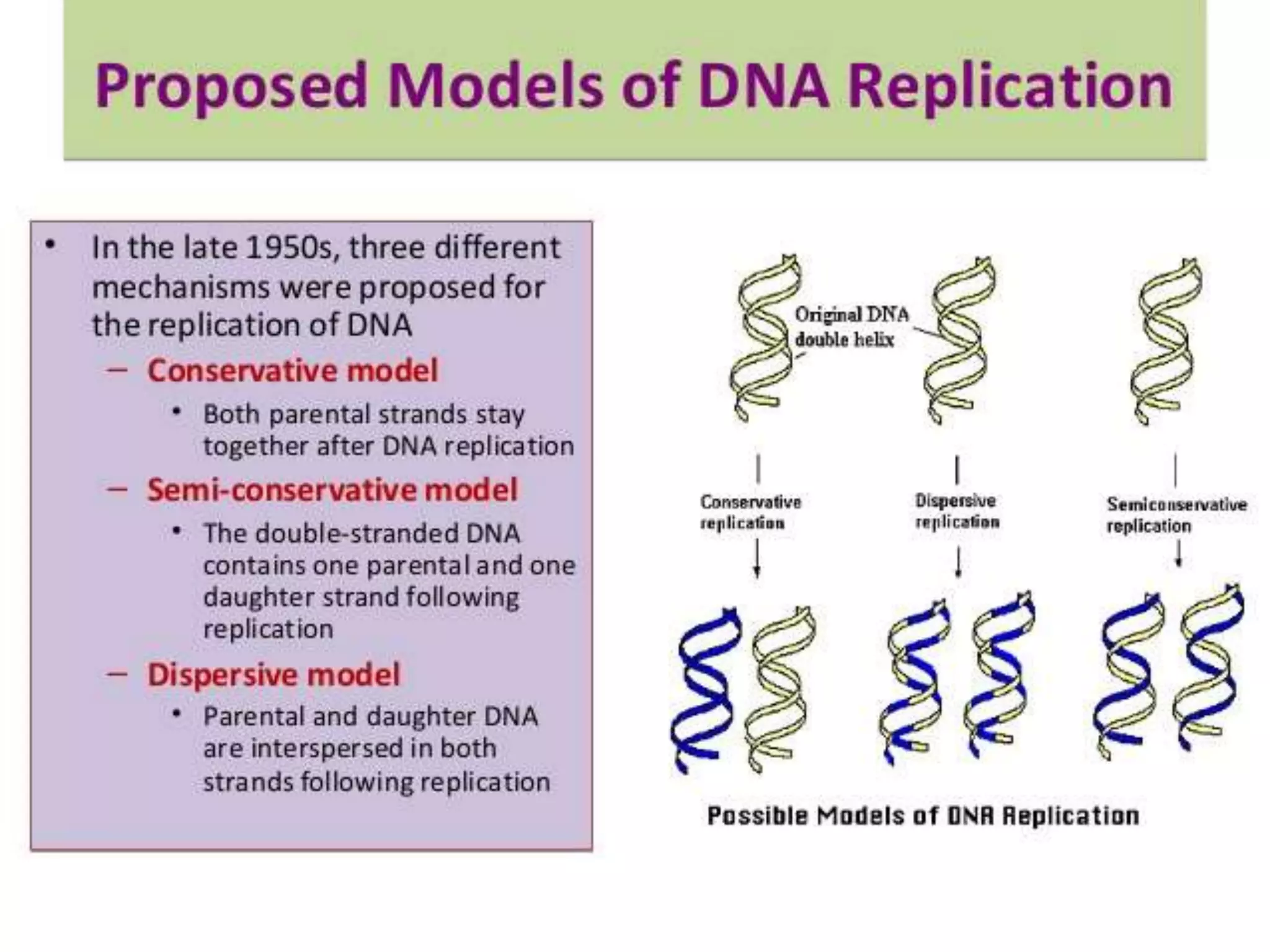 Dna replication | PPTX