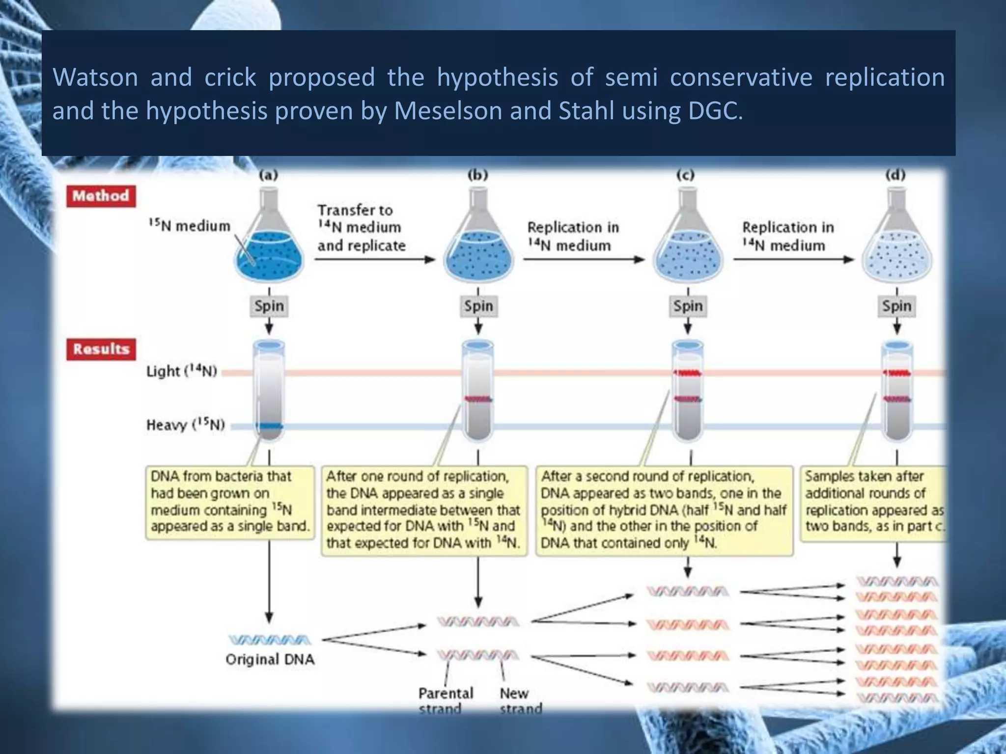 Dna replication | PPTX