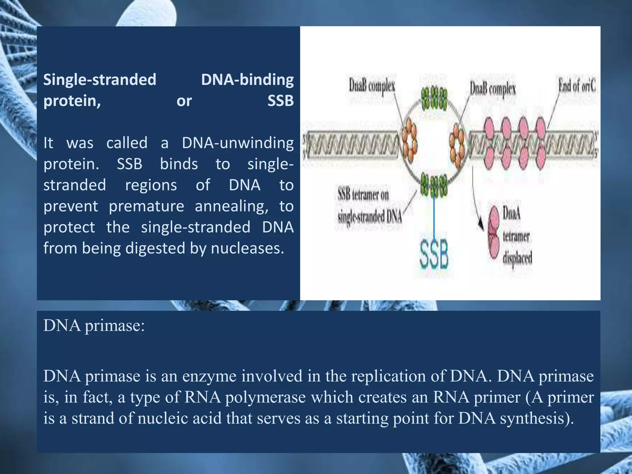 Dna replication | PPTX