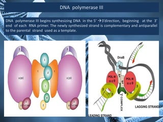 Dna replication | PPT