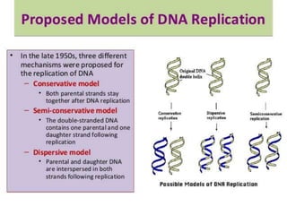 Dna replication | PPT