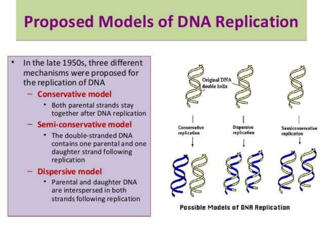 Dna replication | PPT